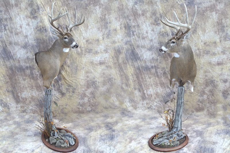 SEVENSWESTTAXIDERMY.COM